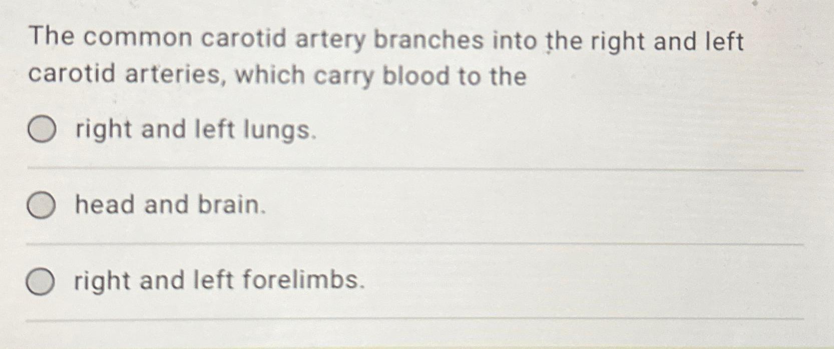 Solved The common carotid artery branches into the right and | Chegg.com