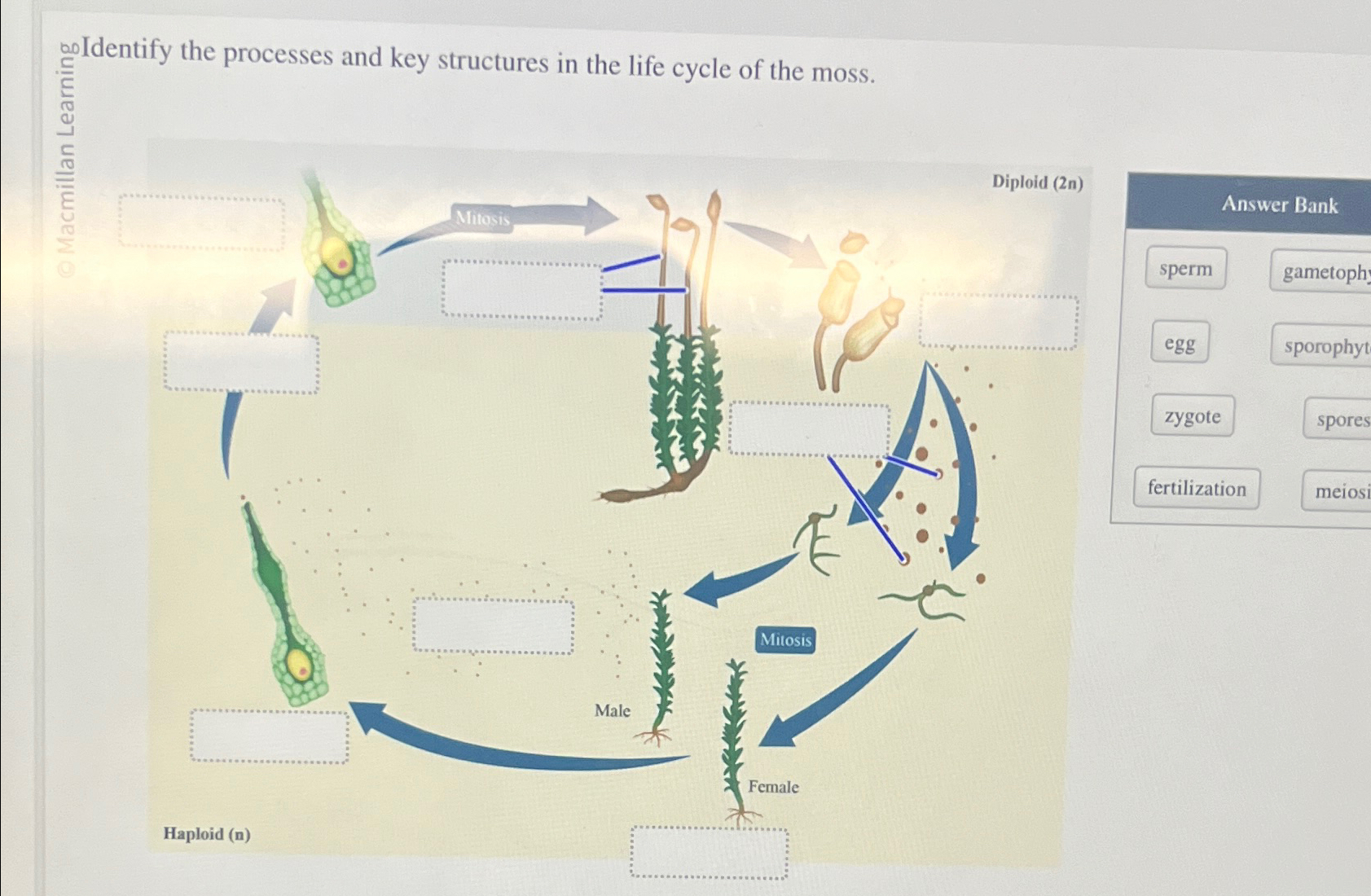 Solved boIdentify the processes and key structures in the | Chegg.com