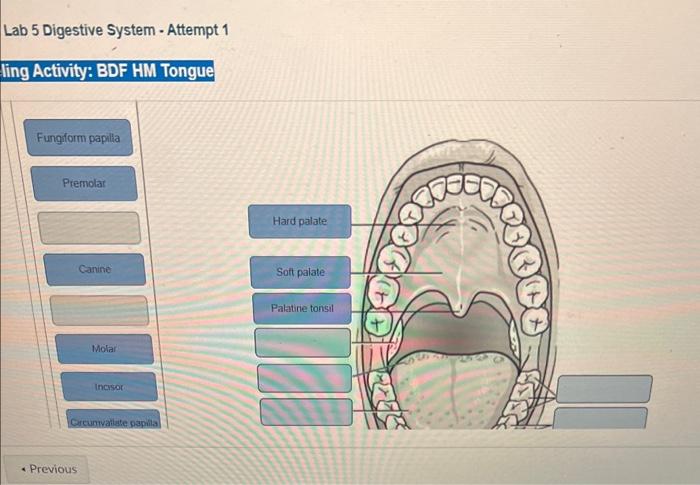 Solved Lab 5 Digestive System - Attempt 1 ling Activity: BDF | Chegg.com Solved Lab 5 Digestive System - Attempt 1 ling Activity: BDF | Chegg.com