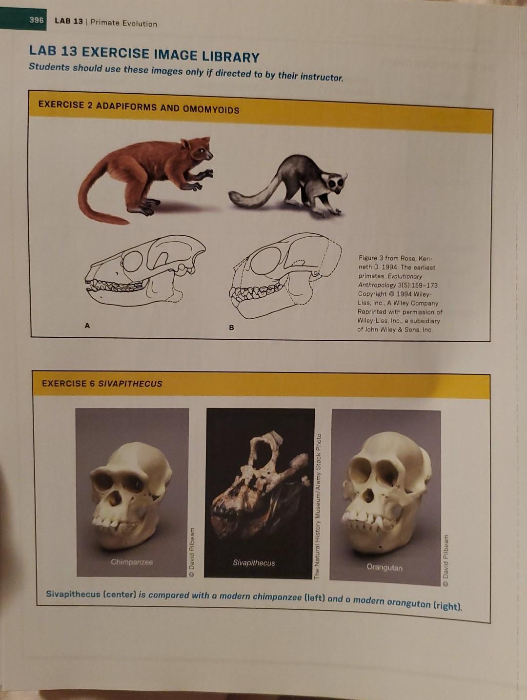 Solved EXERCISE 6 SIVAPITHECUS Work in a small group or | Chegg.com