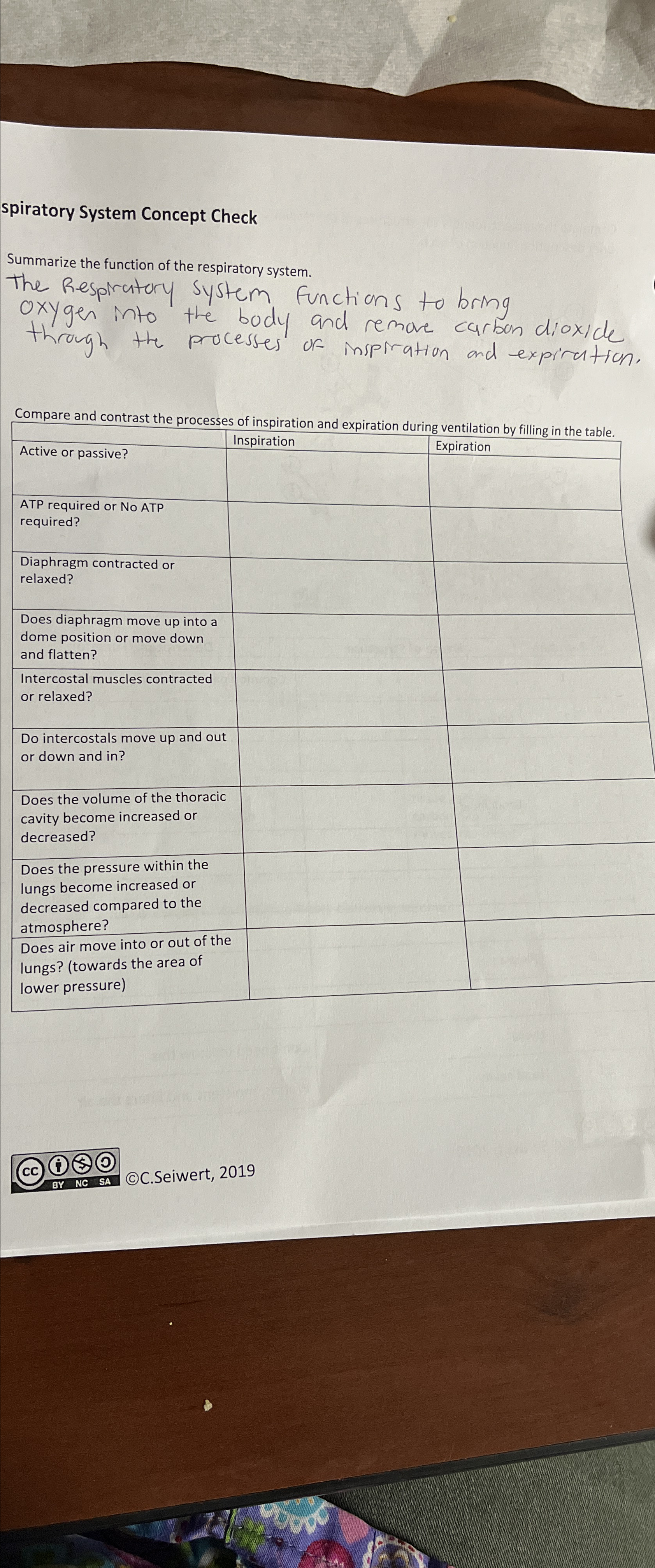 Solved spiratory System Concept CheckSummarize the function | Chegg.com