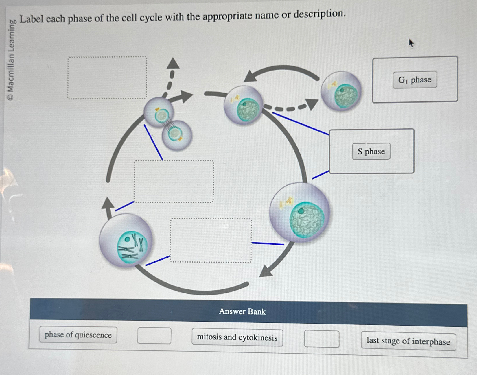 Solved on Label each phase of the cell cycle with the | Chegg.com
