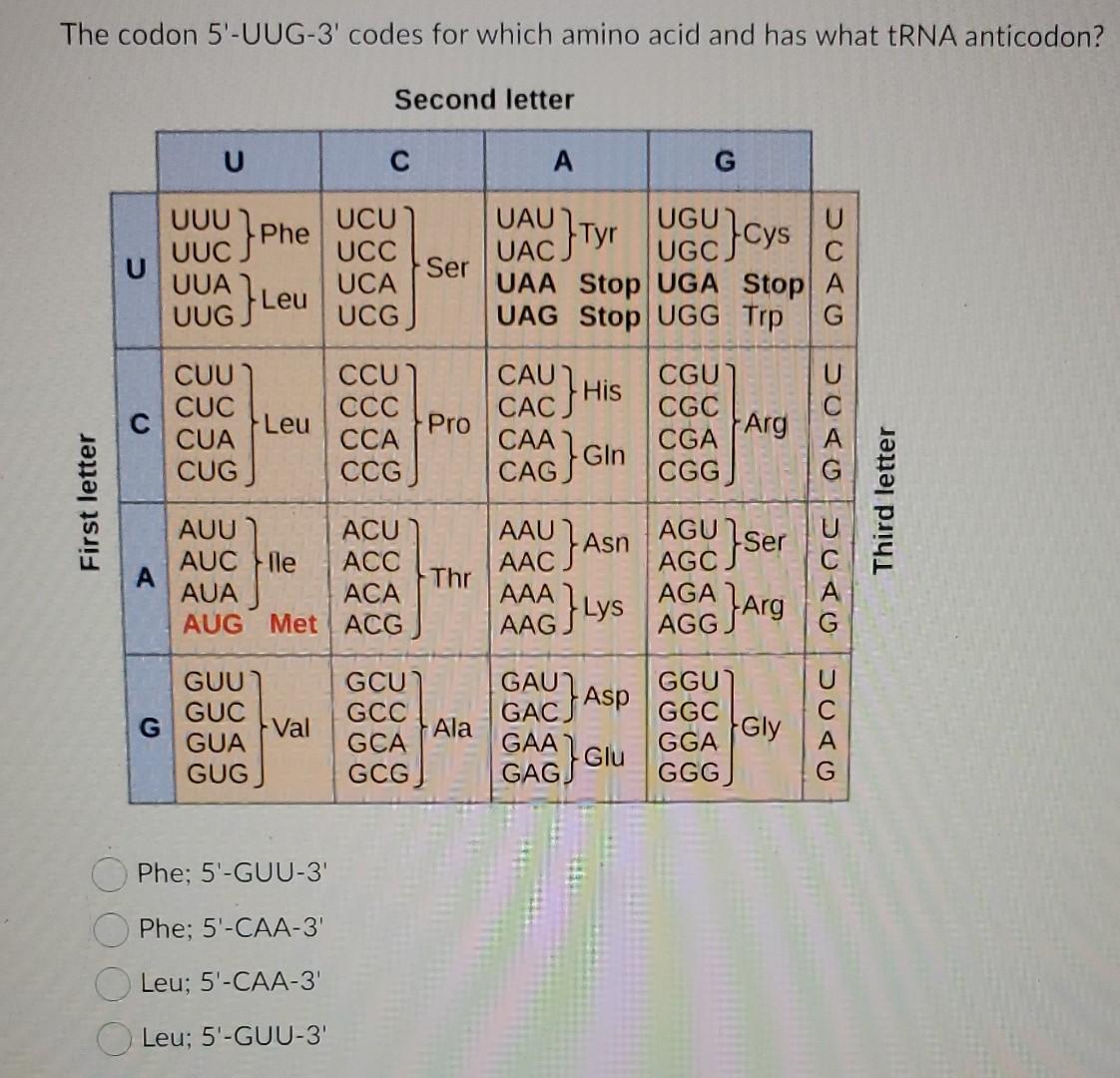 Solved The codon 5'-UUG-3' codes for which amino acid and | Chegg.com