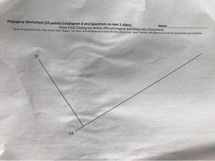 Penguin Phylogeny YOU MUST build your cladogram based | Chegg.com