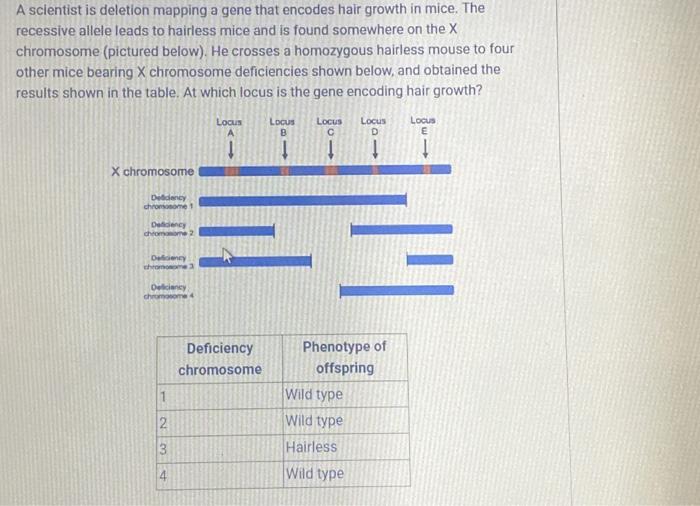 Solved A Scientist Is Deletion Mapping A Gene That Encodes