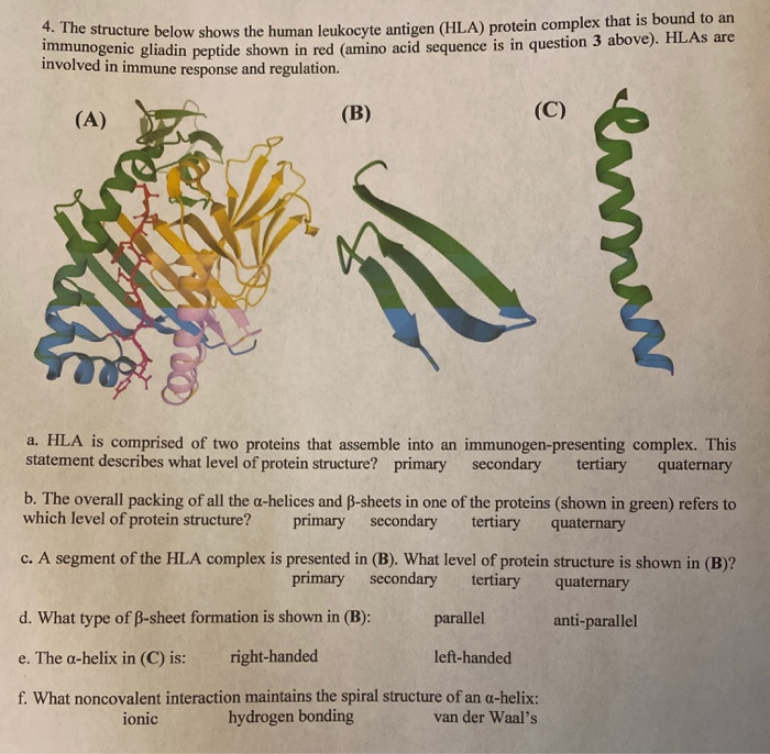 Solved 4. The structure below shows the human leukocyte | Chegg.com