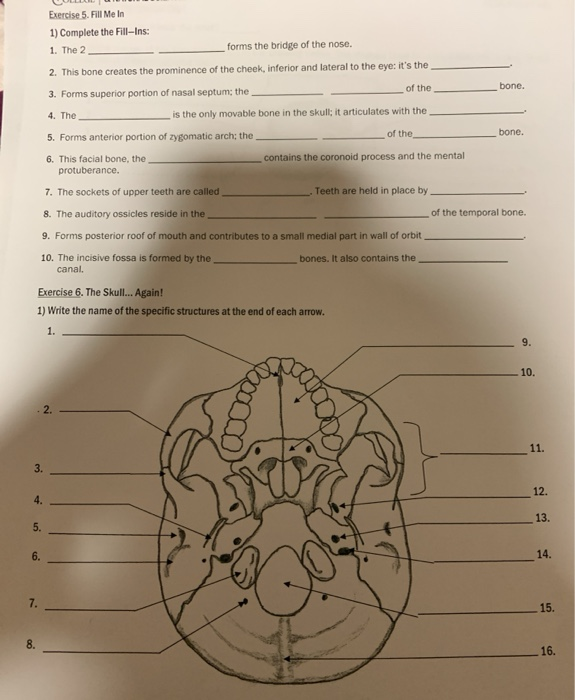 Solved bone. Exercise 5. Fill Me In 1) Complete the | Chegg.com