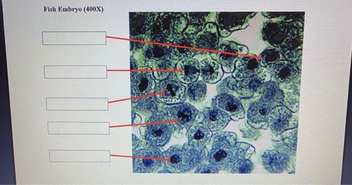 Solved Fish Cell Pictures The next two images are real | Chegg.com