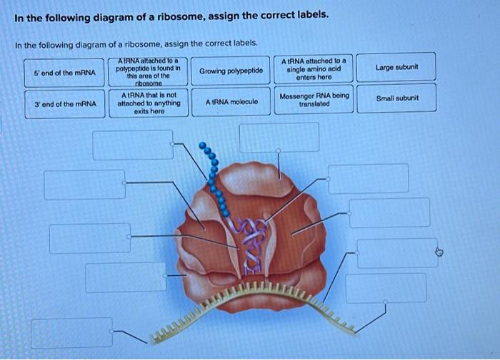 Solved In the following diagram of a ribosome, assign the | Chegg.com
