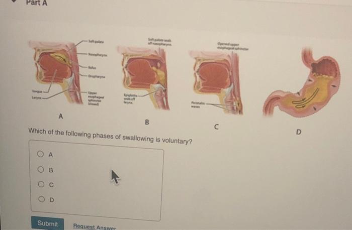 Solved Part A А с Which of the following phases of | Chegg.com