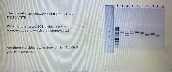 Solved The following gel shows the PCR products for DS180 | Chegg.com