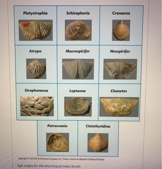 Solved Now Apply These Overlaps To Geologic Cross Section 1
