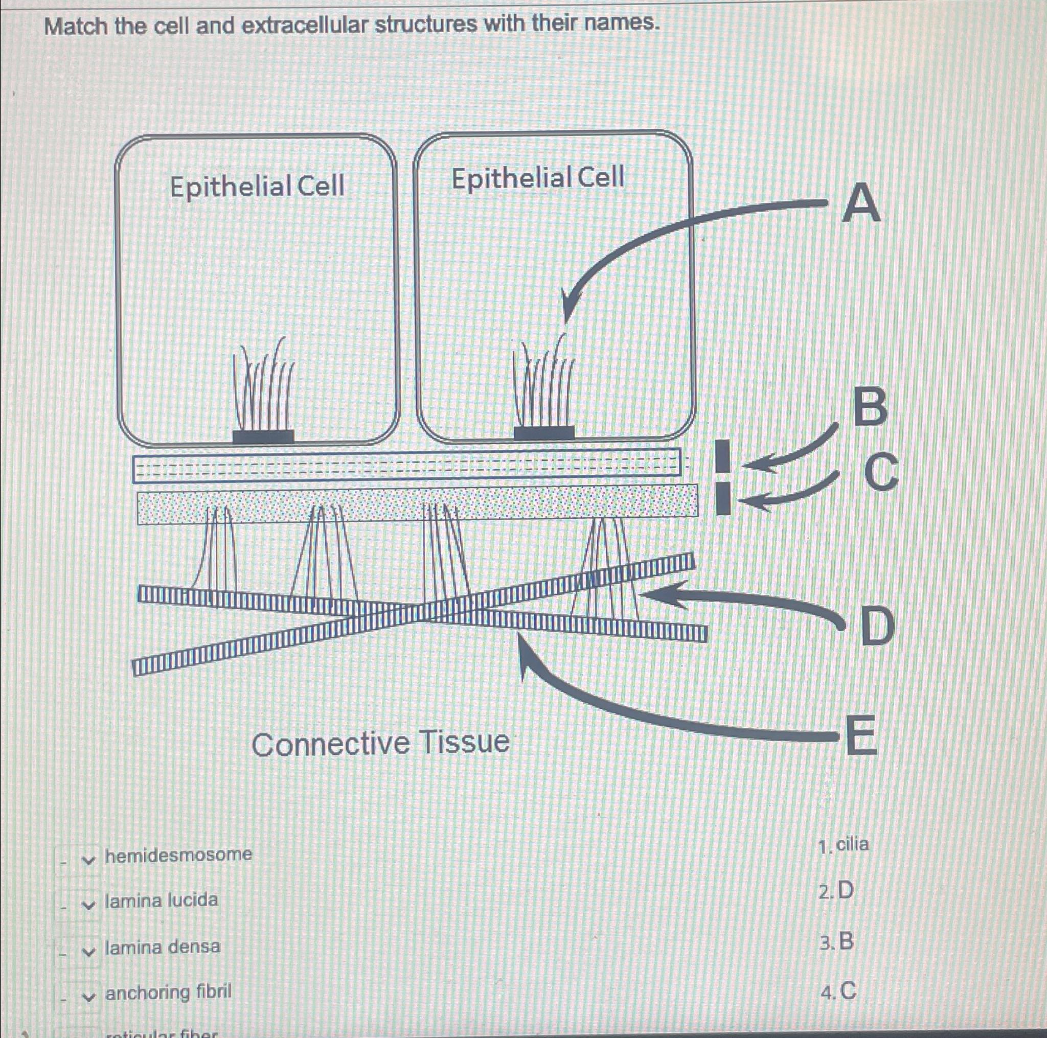 Solved Match the cell and extracellular structures with | Chegg.com