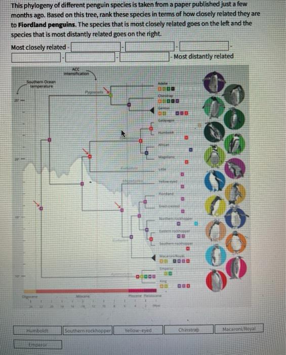 This phylogeny of different penguin species is taken | Chegg.com