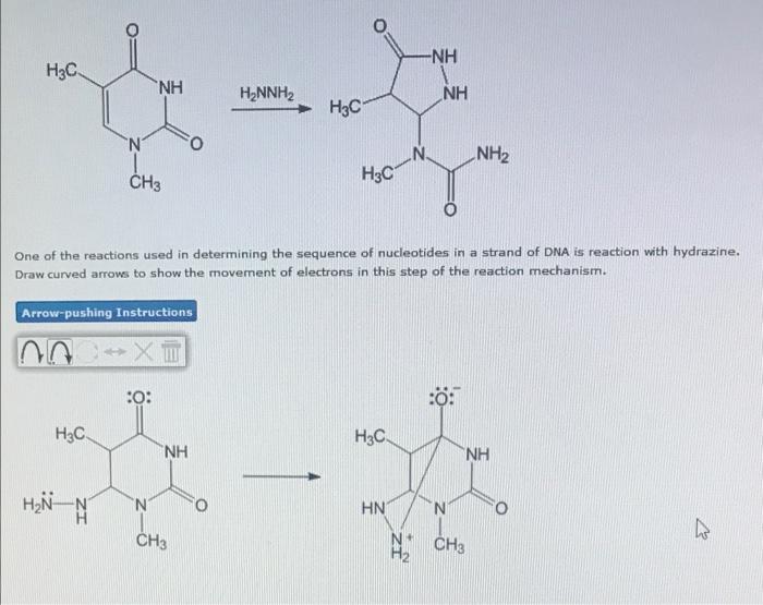 Solved -NH H₃C. NH H2NNH2 NH H3C 'N 1 N NH2 CH3 H3C One of | Chegg.com