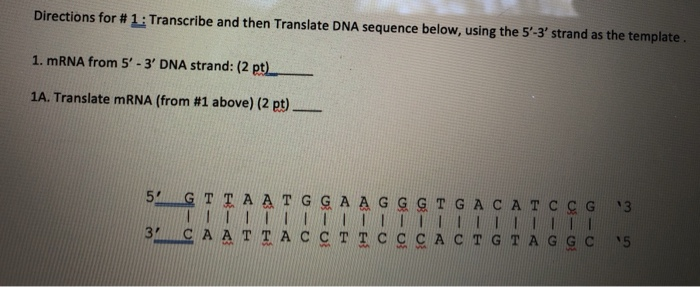 Solved Directions for # 1: Transcribe and then Translate DNA | Chegg.com