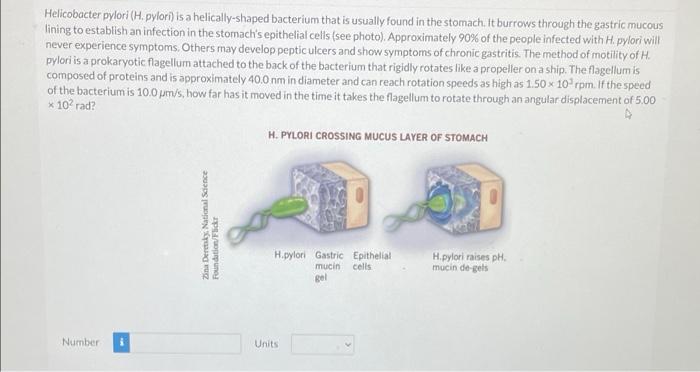 Solved Helicobacter pylori (H. pylori) is a helically-shaped | Chegg.com