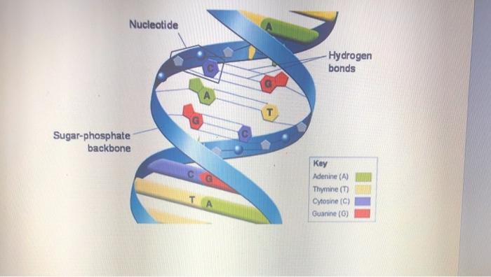 Solved EPIGENETICS: INVESTIGATING THE STRUCTURE AND FUNCTION | Chegg.com