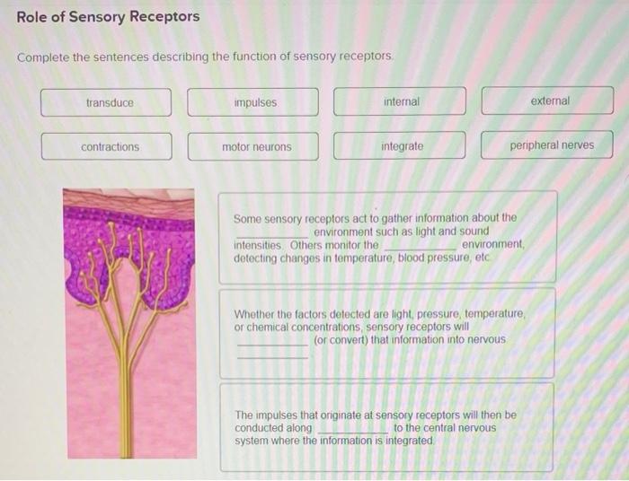 Solved Role of Sensory Receptors Complete the sentences | Chegg.com