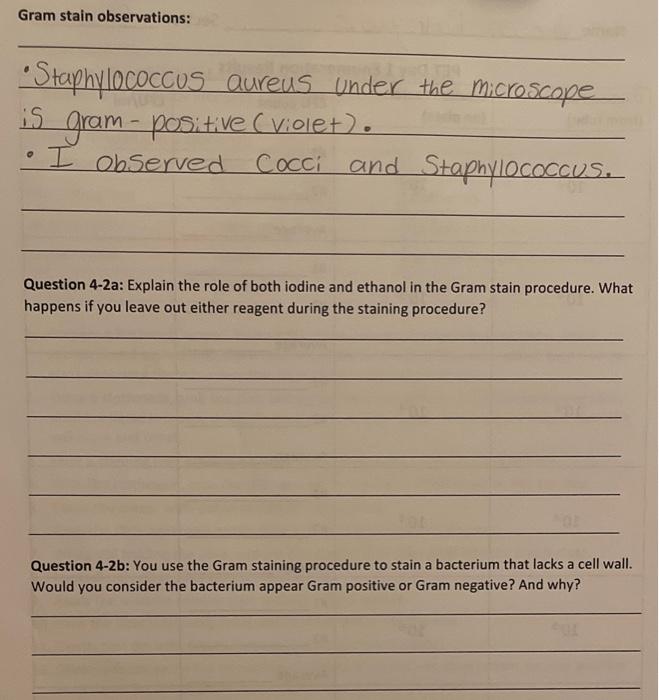 Solved Gram stain observations: - Staphylococcus aureus | Chegg.com