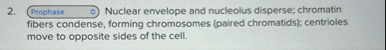 Solved ﻿Nuclear envelope and nucleolus disperse; chromatin | Chegg.com