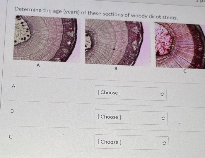 Solved Determine the age (years) of these sections of woody | Chegg.com