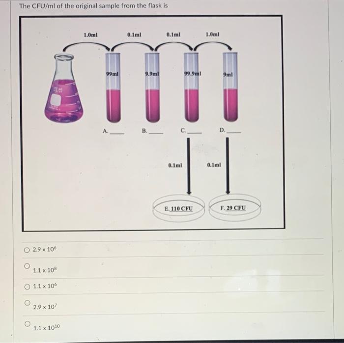 Solved The CFU/ml of the original sample from the flask is | Chegg.com