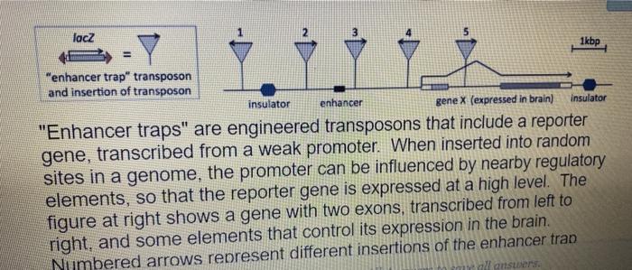 lacz 1kbp "enhancer trap" transposon and insertion of | Chegg.com
