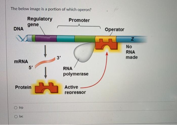 Solved Is the operon inducible or repressible? Regulatory | Chegg.com