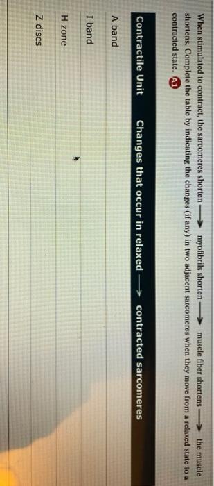 Solved When stimulated to contract, the sarcomeres shorten - | Chegg.com