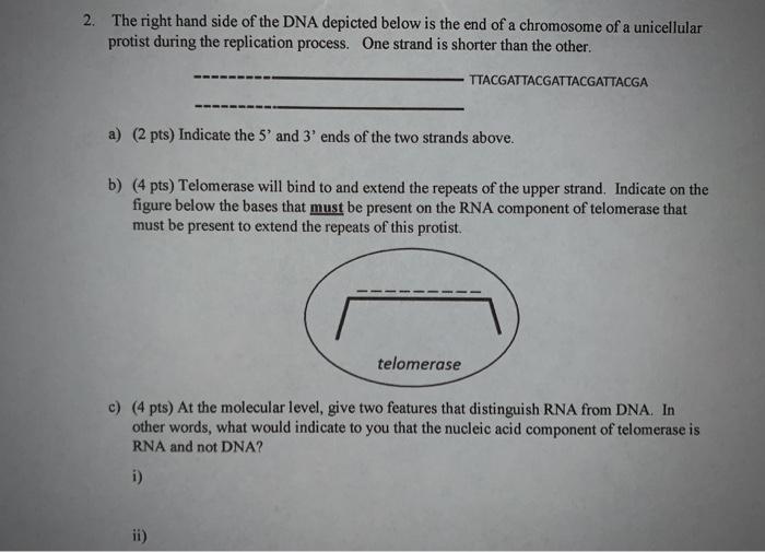 Solved unicellular Protist DNA Strand in replication | Chegg.com