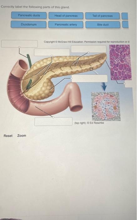 Solved Correctly label the following parts of this gland. | Chegg.com