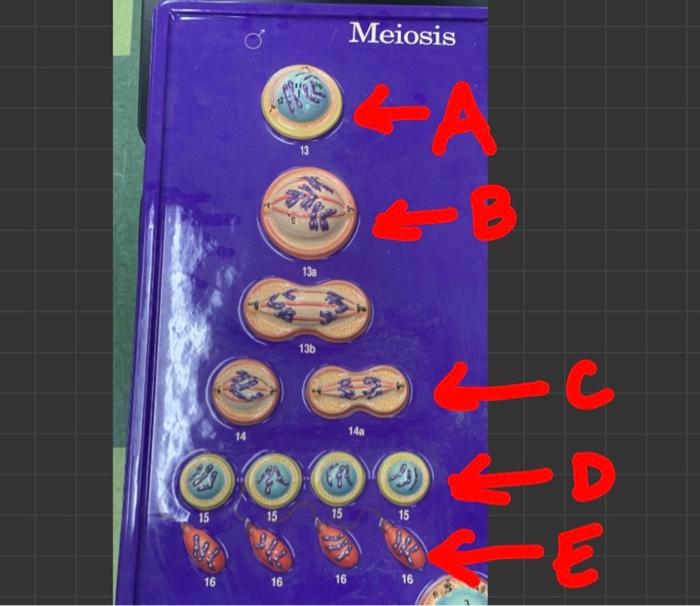 Solved What is the process from A-D?What is the procces from | Chegg.com
