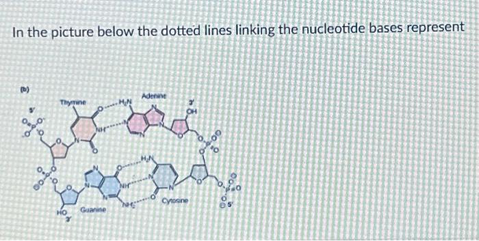 Solved In the picture below the dotted lines linking the | Chegg.com
