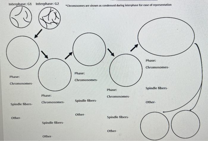 Solved Interphase: G1 Interphase: G2 -Chromosomes are shown | Chegg.com