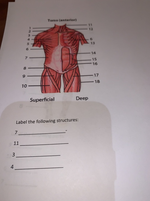 Solved Torso anterior) au Superficial Deep Label the | Chegg.com
