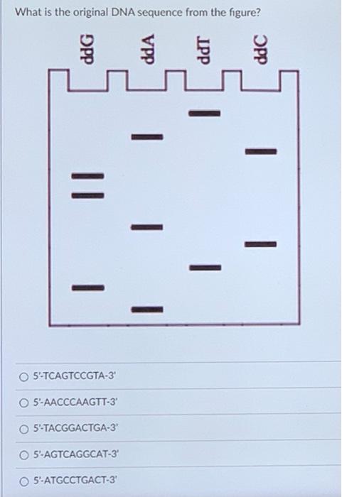 Solved What is the original DNA sequence from the figure? | Chegg.com
