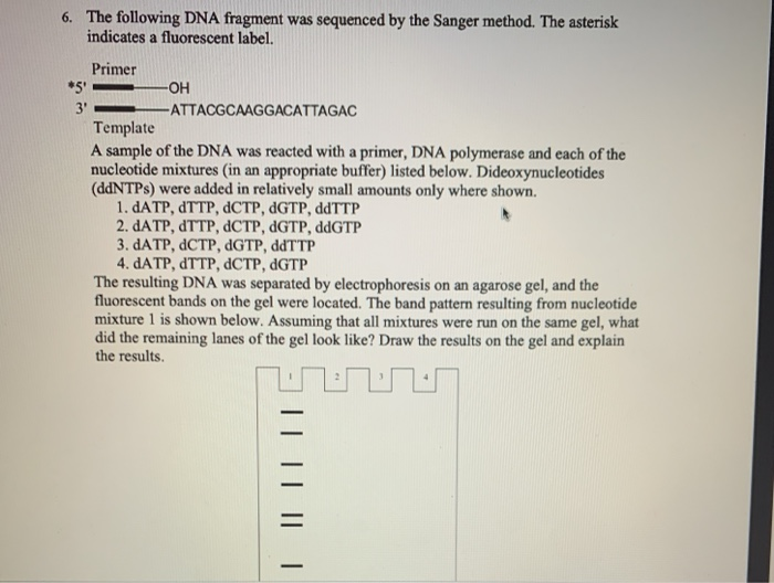 Solved 6. The following DNA fragment was sequenced by the | Chegg.com