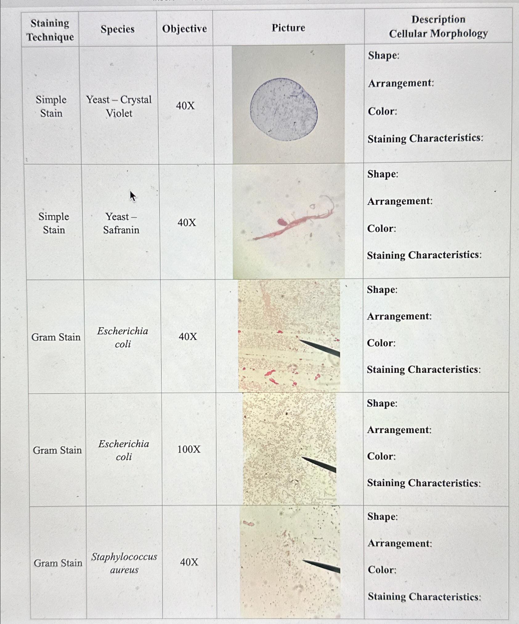 Solved Fill the description of cellular morphology | Chegg.com