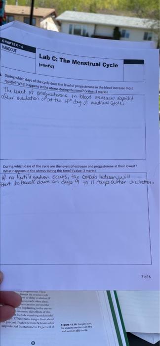 Solved CHAPTER 14 HANDOUT Lab C: The Menstrual Cycle | Chegg.com
