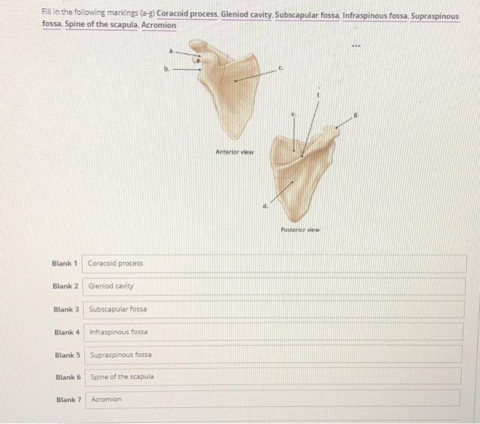 Solved Fill in the following markings (a-g) Coracoid | Chegg.com