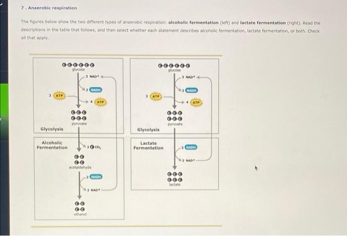 Solved 7. Anaerobic respiration The figures below show the | Chegg.com