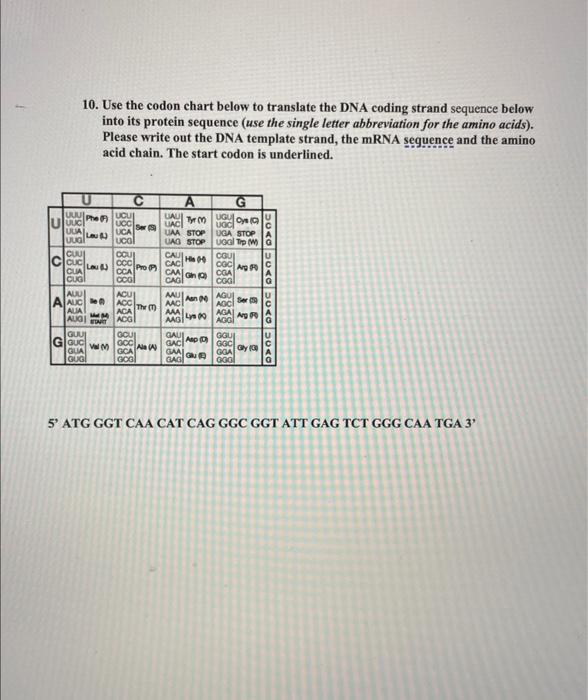 Solved 10. Use the codon chart below to translate the DNA | Chegg.com
