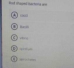 Solved Rod shaped bacteria arecocci(B) ﻿Bacilli(C) | Chegg.com