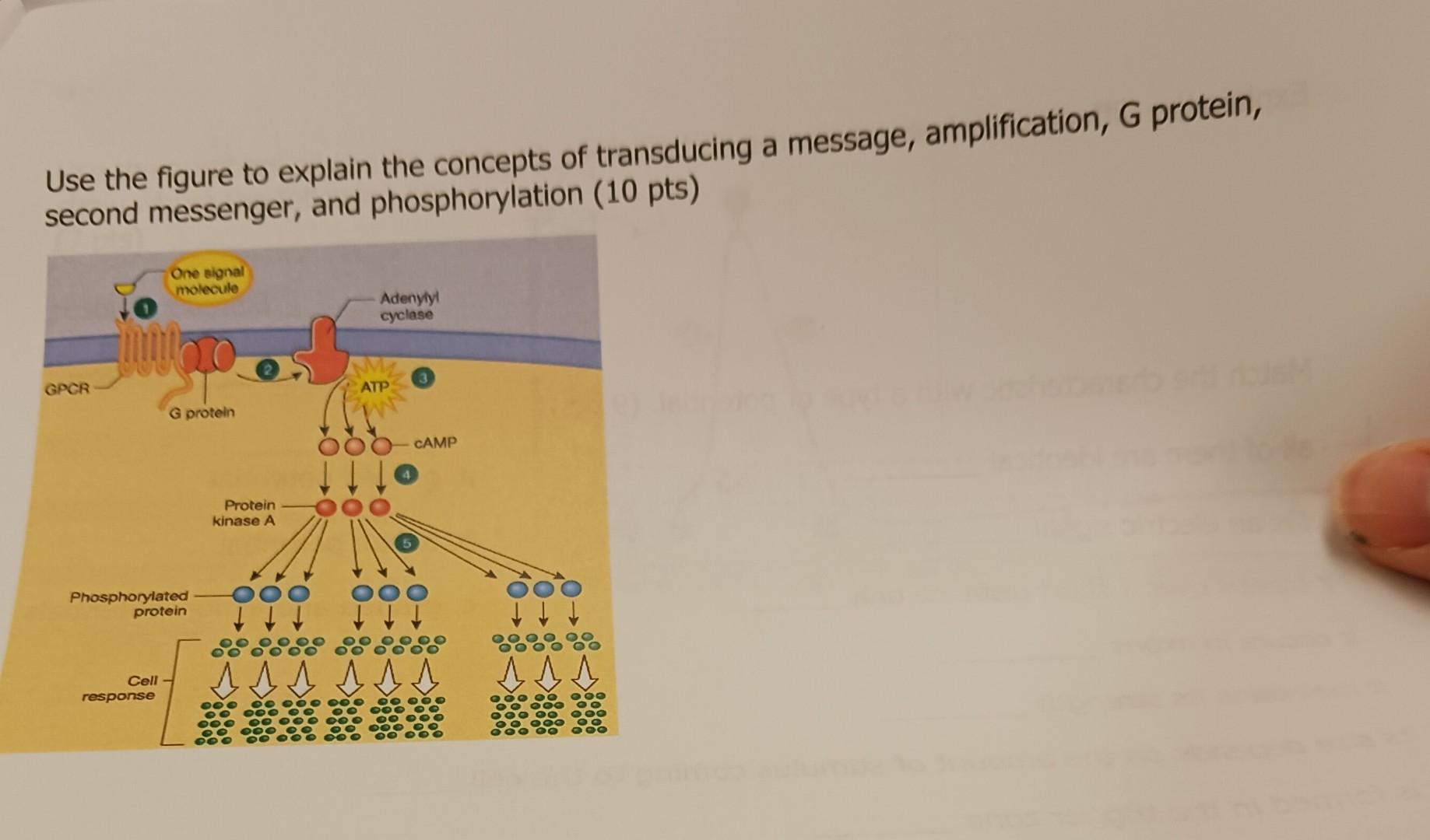 Solved Use the figure to explain the concepts of transducing | Chegg.com