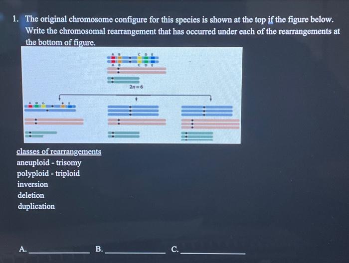 Solved 1. The original chromosome configure for this species | Chegg.com