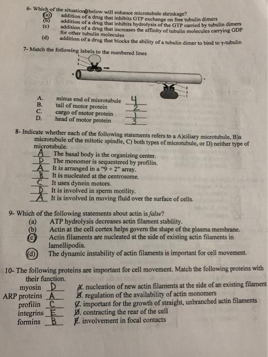Solved 1- Identify the cytoskeletal structures (black lines) | Chegg.com