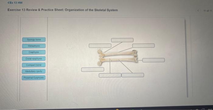 Solved Exercise 13 Review \& Practice Sheet: Organization of | Chegg.com