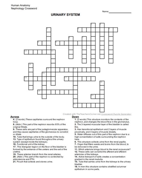 Human Anatomy Nephrology Crossword Name: URINARY | Chegg.com