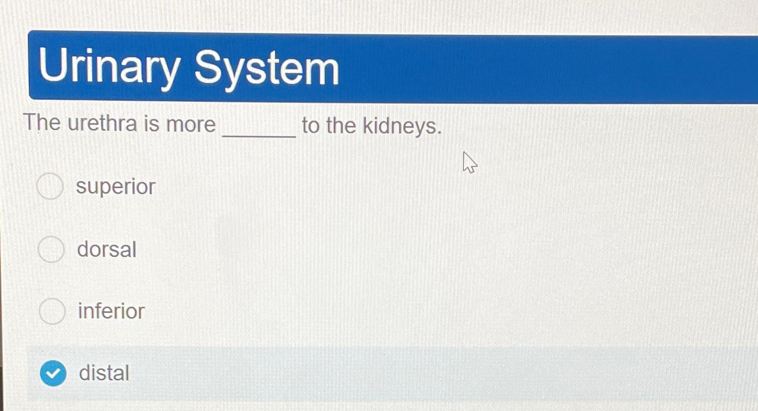 Solved Urinary SystemThe urethra is more to the | Chegg.com